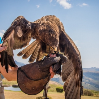 Introduction to Falconry